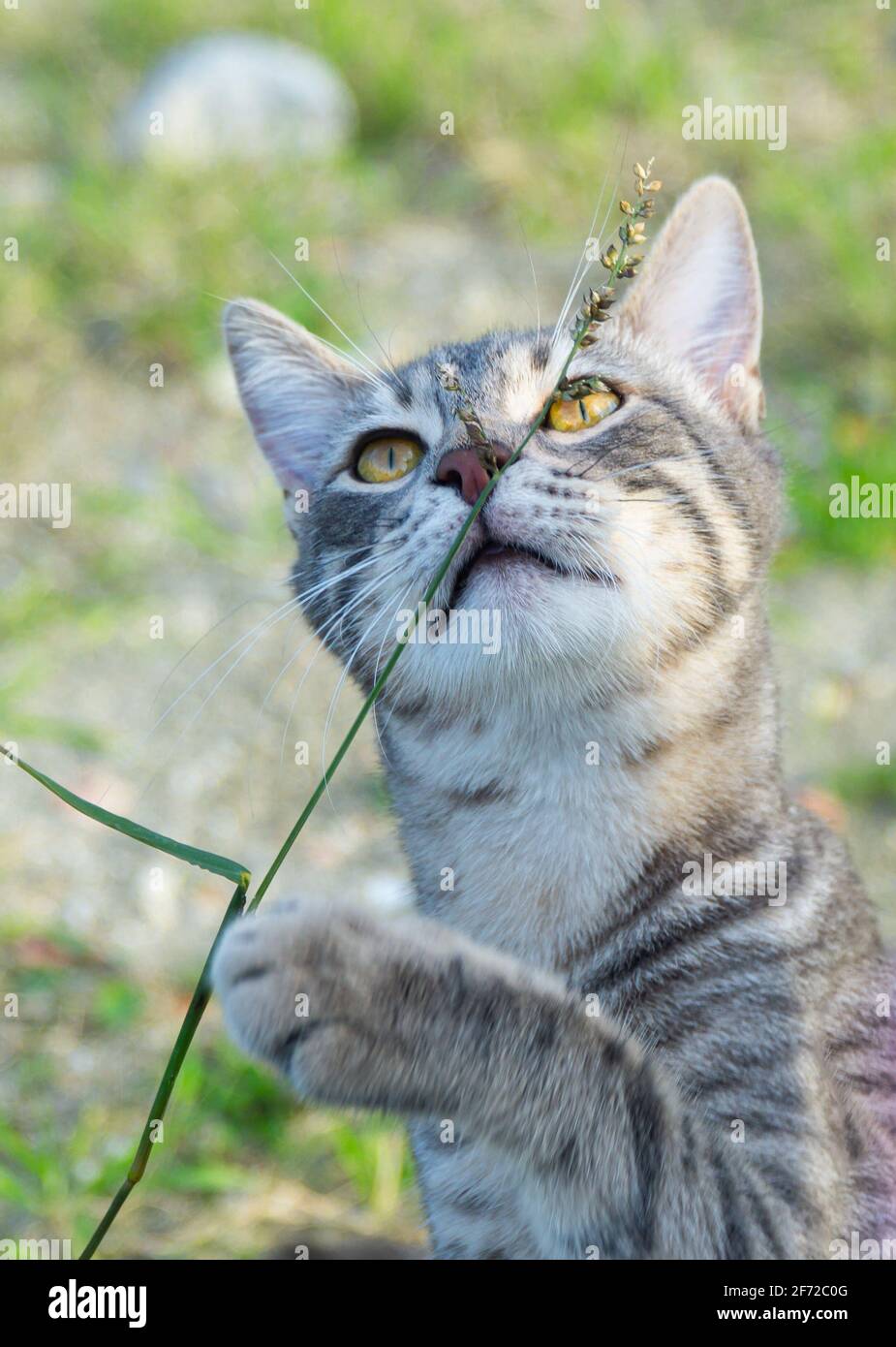 Cute cat enjoying nature Stock Photo - Alamy