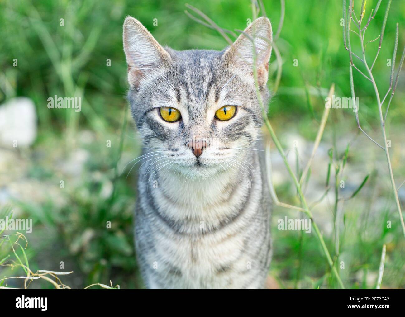 Cute cat enjoying nature Stock Photo - Alamy