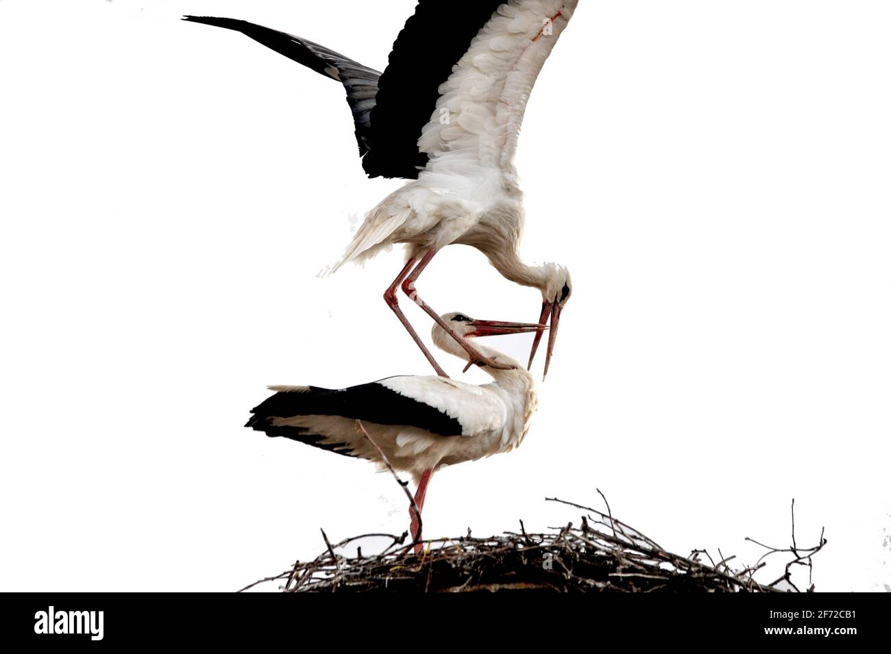 White storks pair on their nest image Stock Photo - Alamy