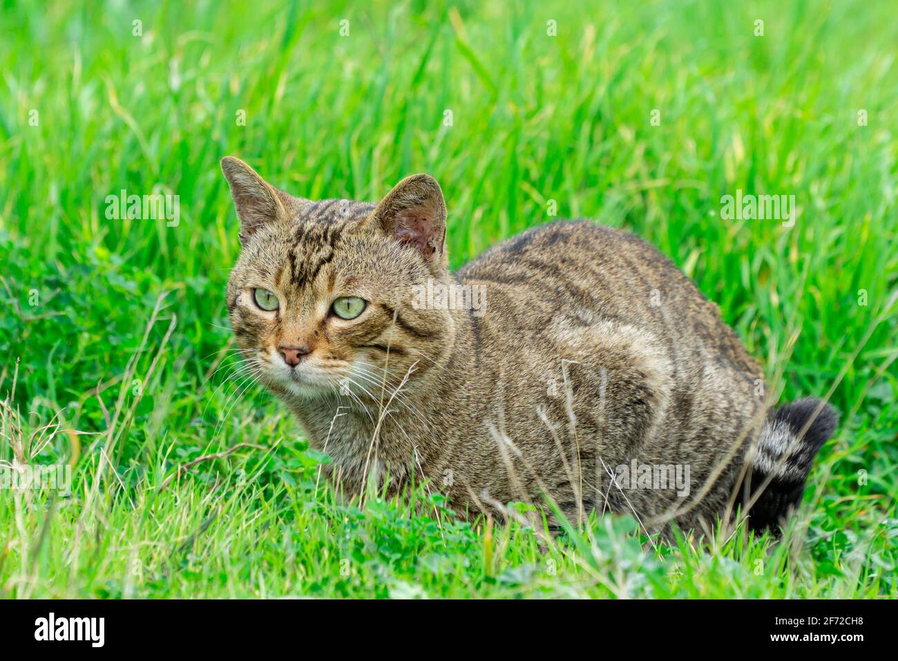 Cute cat enjoying nature Stock Photo - Alamy