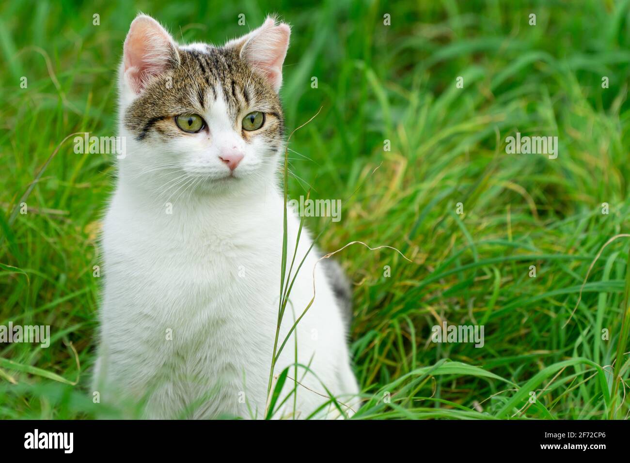 Cute cat enjoying nature Stock Photo - Alamy