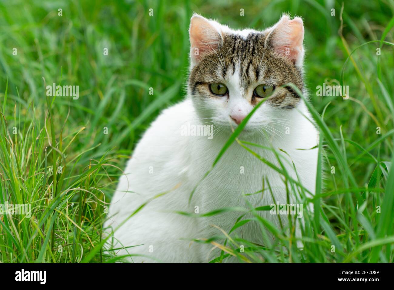Cute cat enjoying nature Stock Photo - Alamy