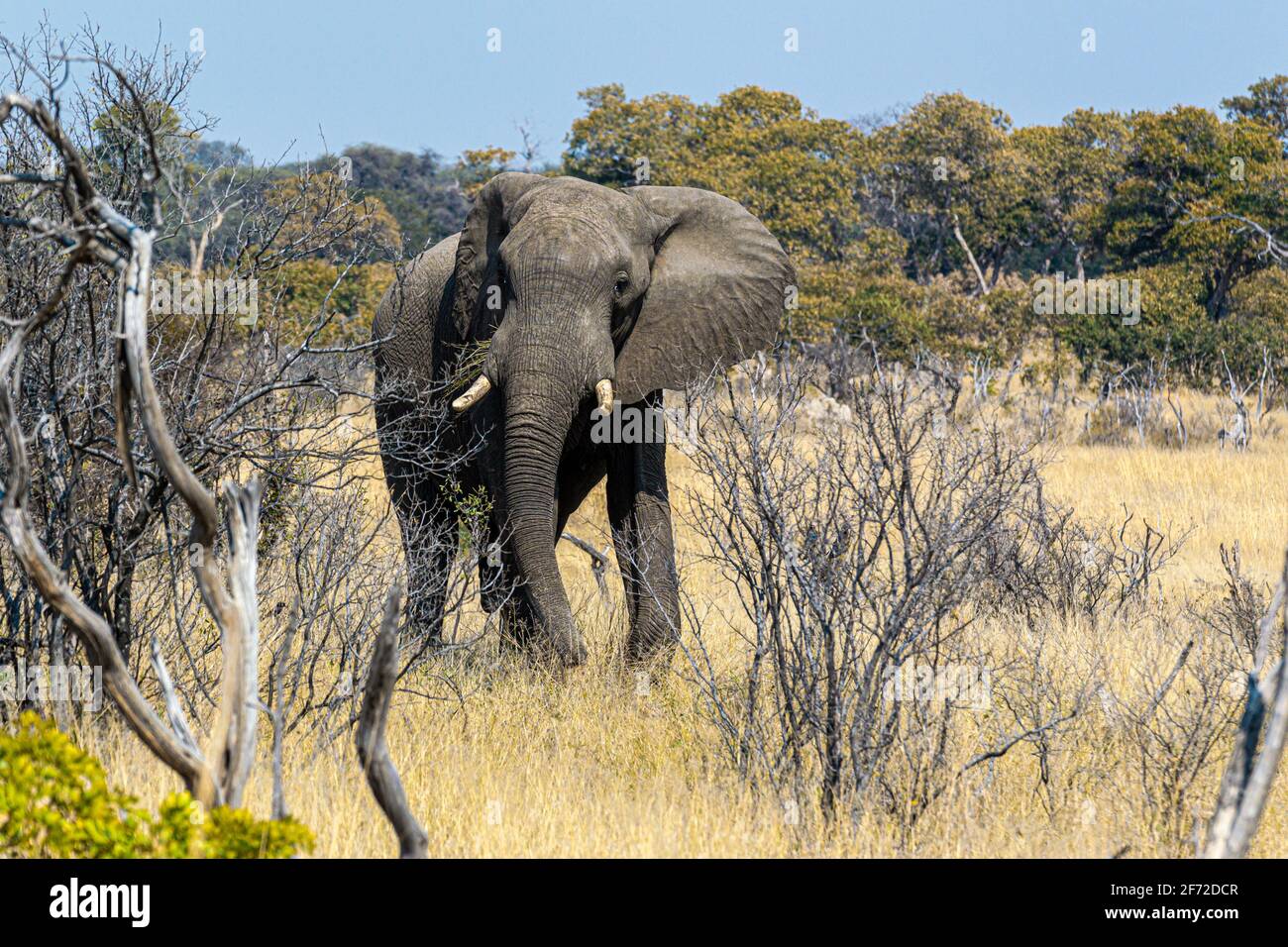 Lone elephant hi-res stock photography and images - Alamy