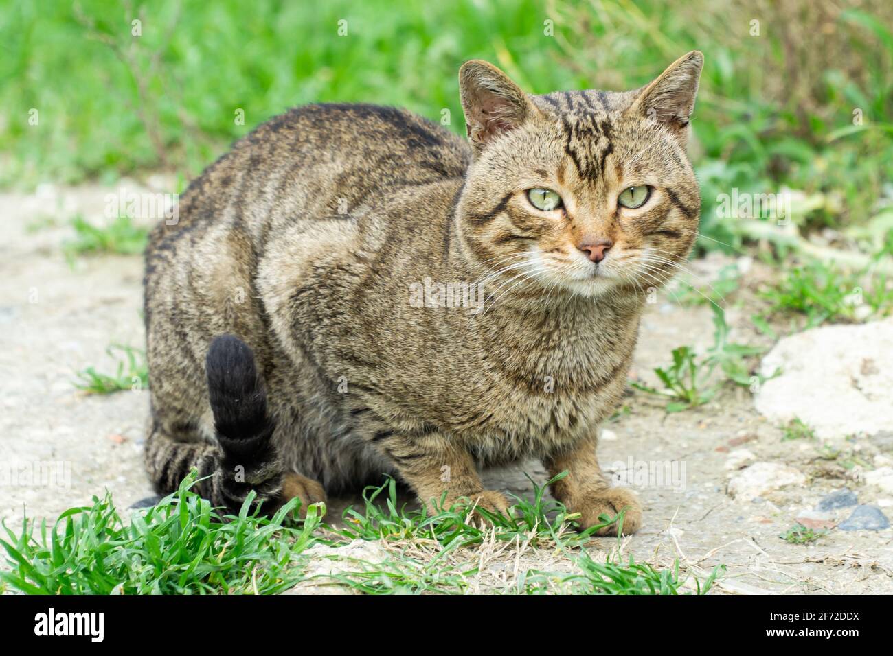 Cute cat enjoying nature Stock Photo - Alamy