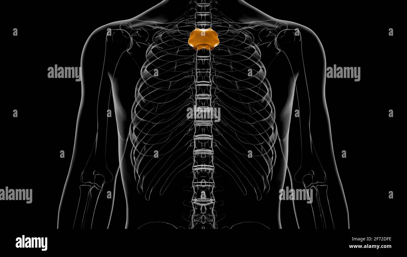 Human Skeleton Manubrium Anatomy 3D Illustration Stock Photo - Alamy