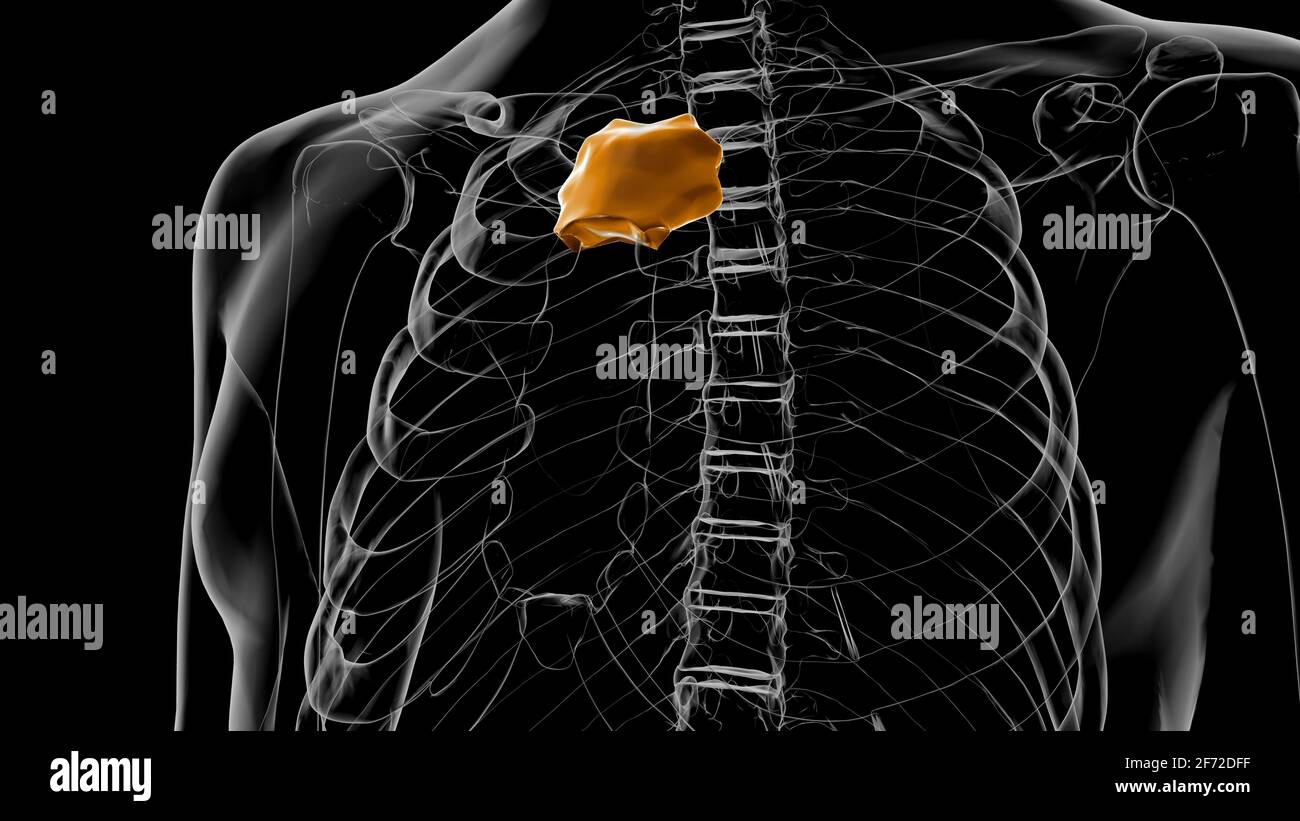 Human Skeleton Manubrium Anatomy 3D Illustration Stock Photo - Alamy
