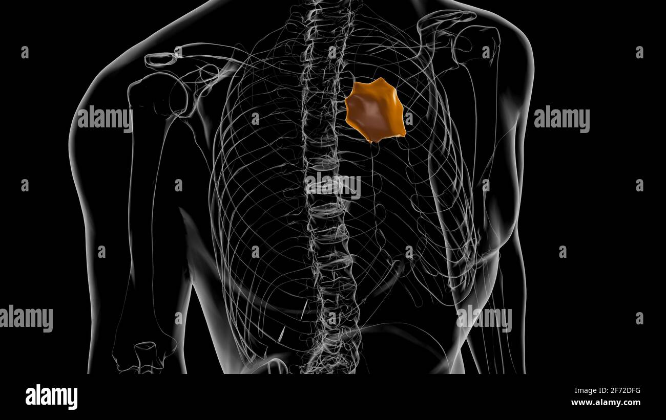 Manubrium of sternum hi-res stock photography and images - Alamy