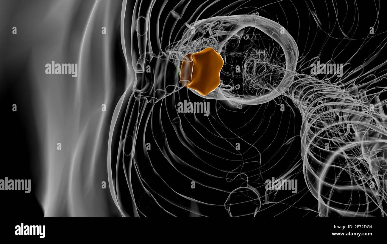 Manubrium of sternum hi-res stock photography and images - Alamy