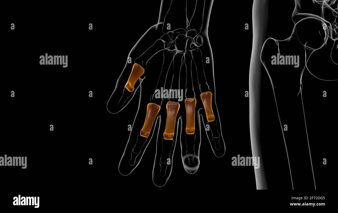 Human Skeleton Proximal Phalanges Anatomy 3D Illustration Stock Photo ...