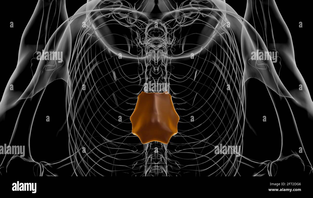 Human Skeleton Manubrium Anatomy 3D Illustration Stock Photo - Alamy