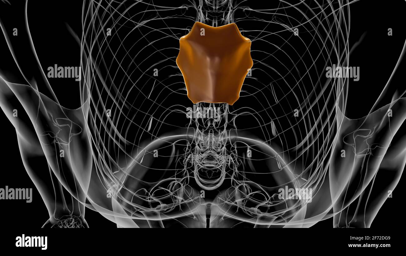 Human Skeleton Manubrium Anatomy 3D Illustration Stock Photo - Alamy