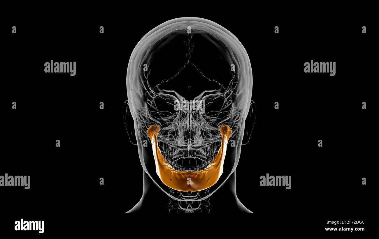 Human Skeleton Skull Mandible Bone Anatomy For Medical Concept 3D ...