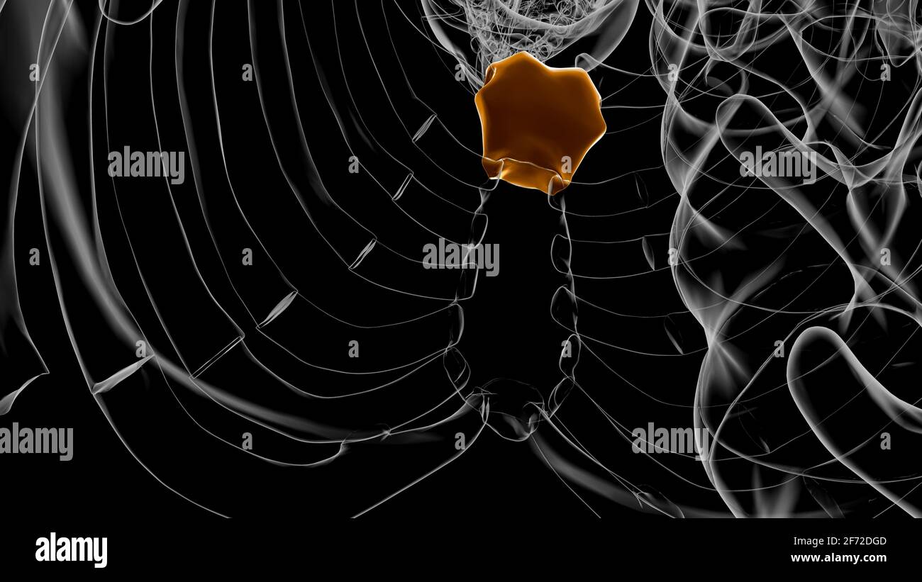 Human Skeleton Manubrium Anatomy 3D Illustration Stock Photo - Alamy
