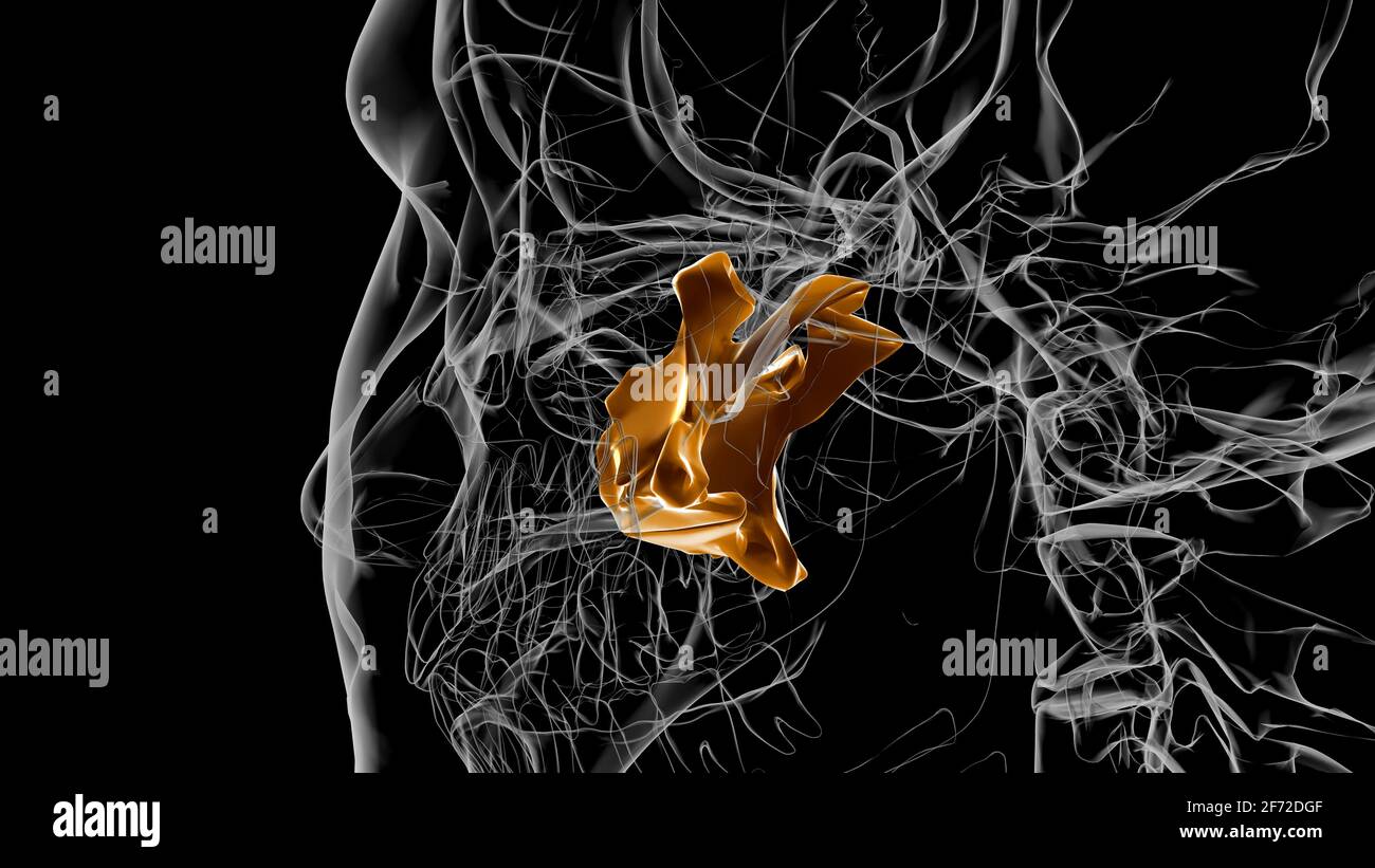 Human Skeleton Palatine bone Anatomy 3D Illustration Stock Photo - Alamy