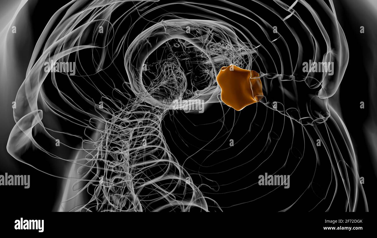 Human Skeleton Manubrium Anatomy 3D Illustration Stock Photo - Alamy