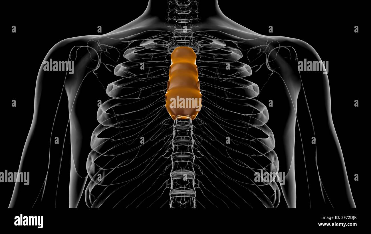 Human Skeleton Body of Sternum Bone Anatomy For Medical Concept 3D ...
