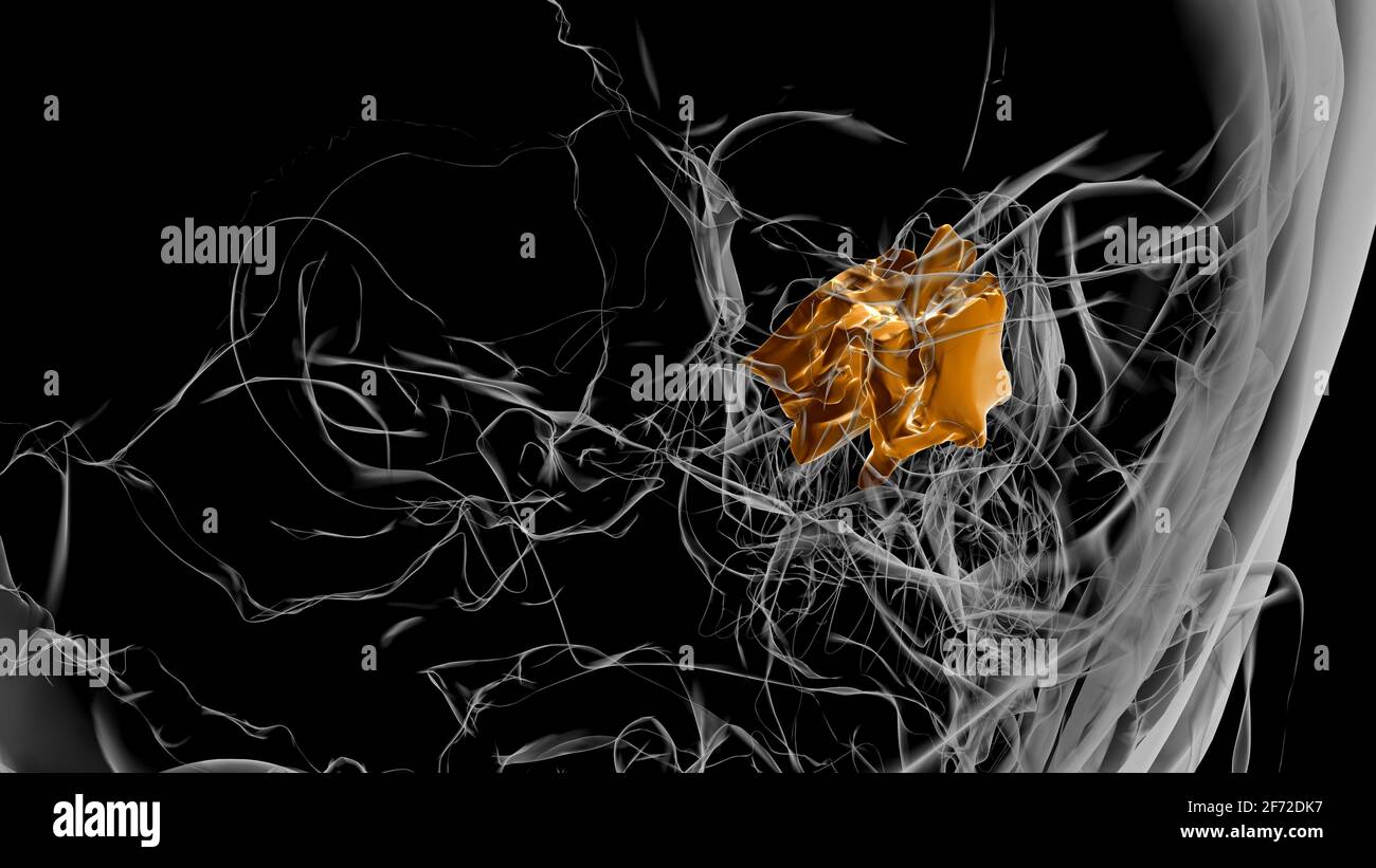 Human Skeleton Ethmoid Anatomy For Medical Concept 3D Illustration ...