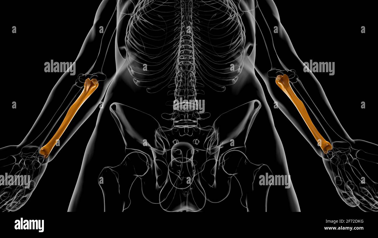 Human skeleton anatomy Ulna Bone 3D Rendering For Medical Concept Stock ...