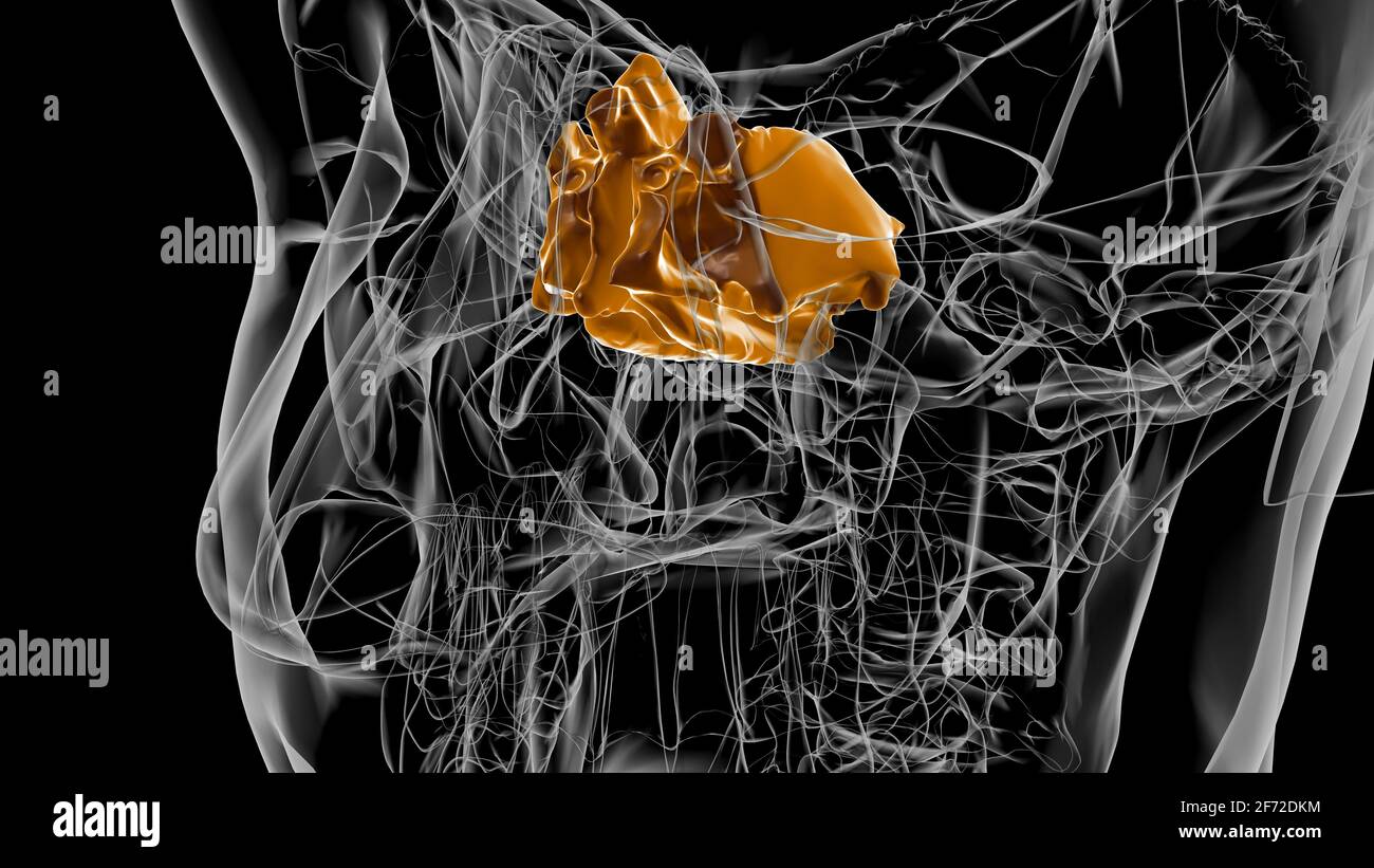 Human Skeleton Ethmoid Anatomy For Medical Concept 3D Illustration ...