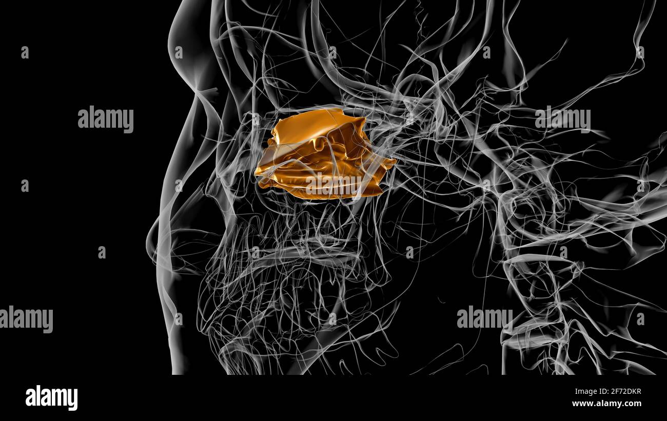 Human Skeleton Ethmoid Anatomy For Medical Concept 3D Illustration ...