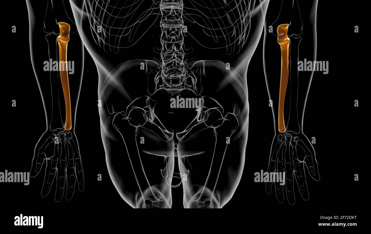Human skeleton anatomy Ulna Bone 3D Rendering For Medical Concept Stock ...