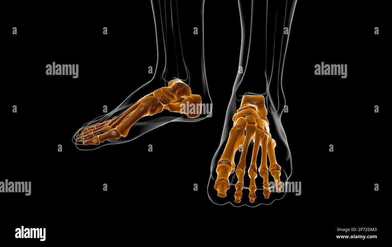 Human Skeleton Foot bones Anatomy For Medical Concept 3D Illustration ...