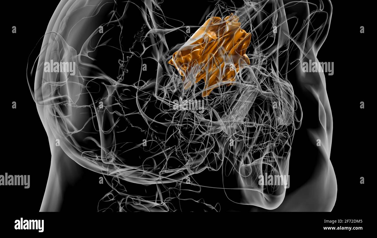 Human Skeleton Ethmoid Anatomy For Medical Concept 3D Illustration ...