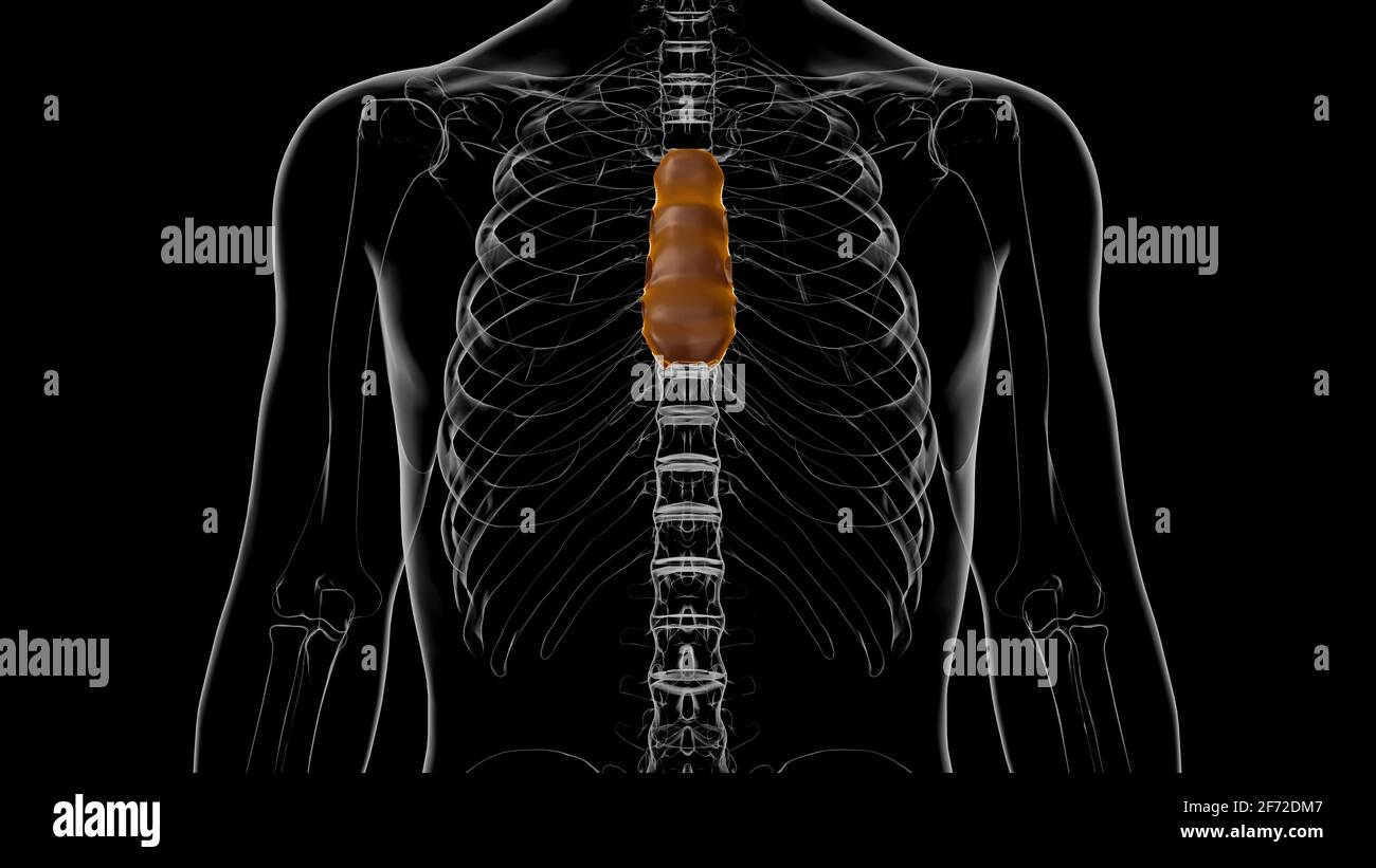 Human Skeleton Body of Sternum Bone Anatomy For Medical Concept 3D ...