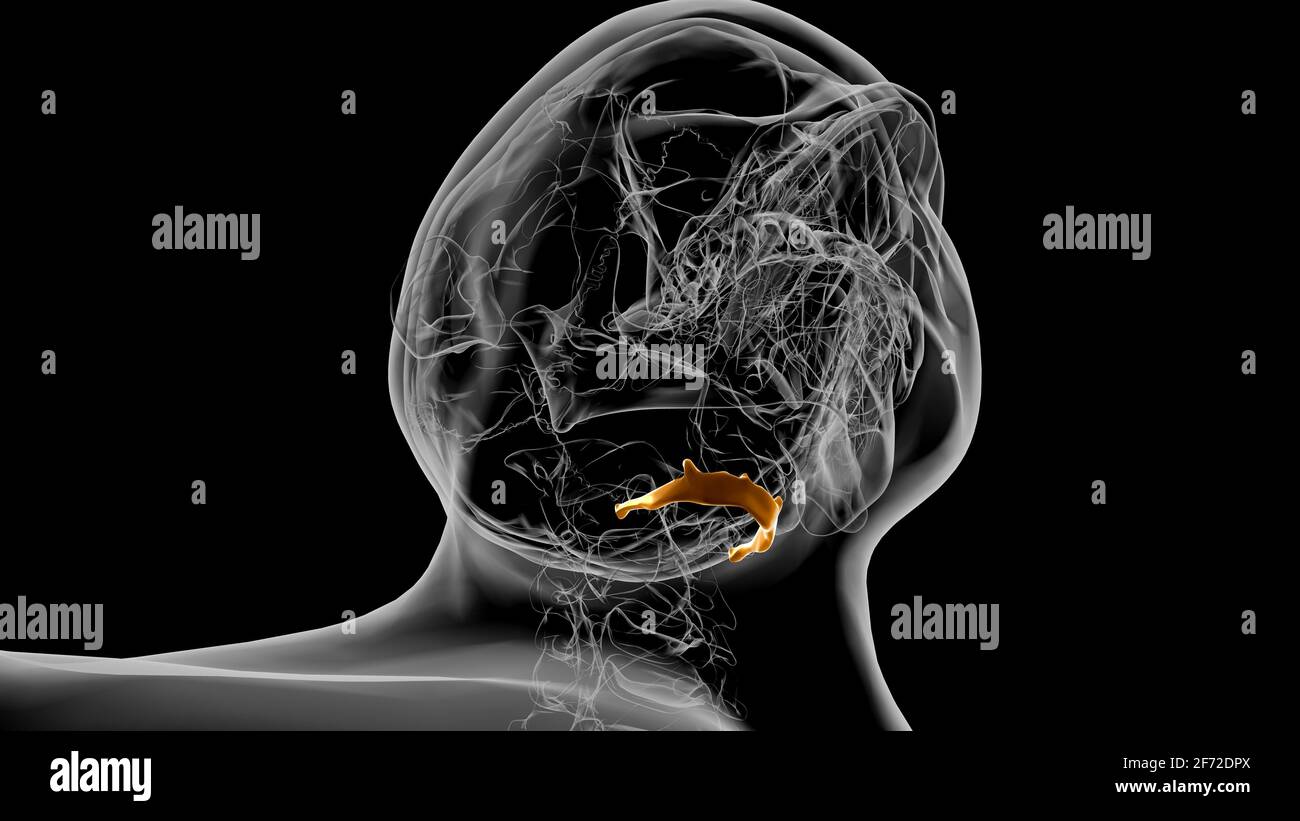 Human Skeleton Hyoid bone Anatomy For Medical Concept 3D Illustration ...