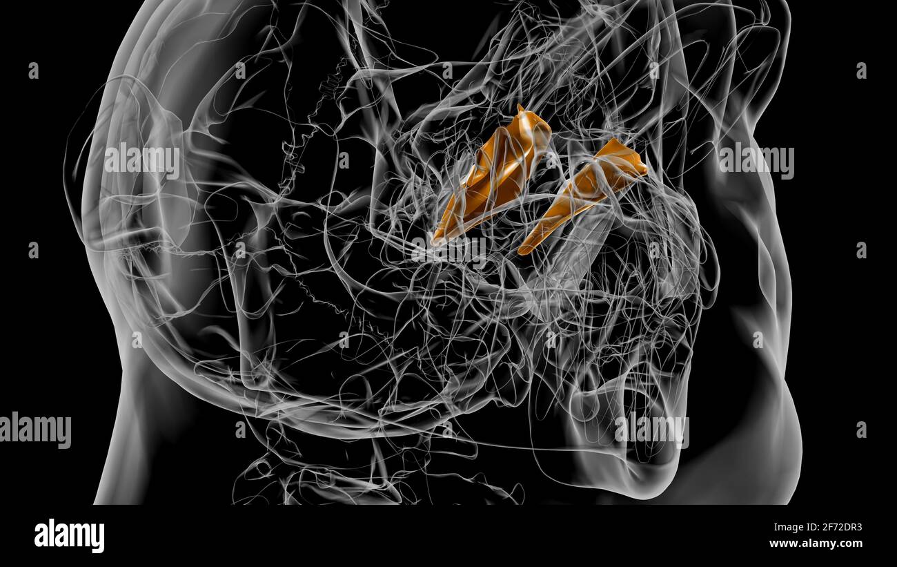Human Skeleton inferior nasal concha Anatomy 3D Illustration Stock ...