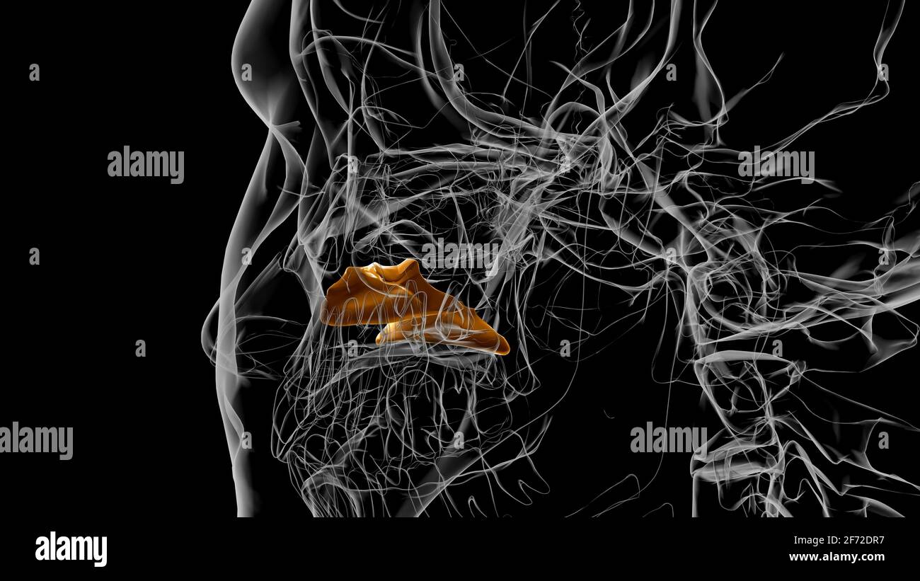 Human Skeleton inferior nasal concha Anatomy 3D Illustration Stock ...