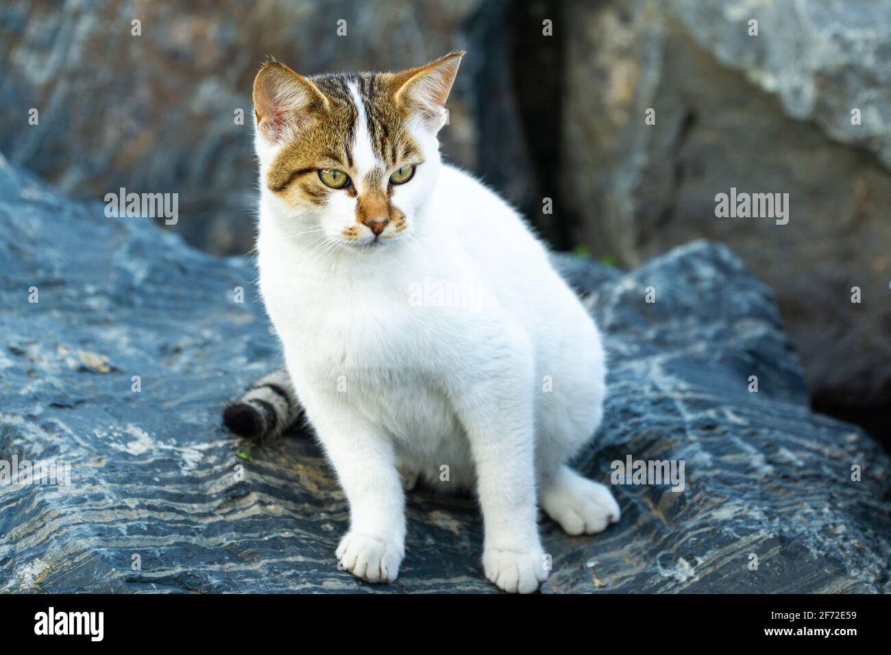 Cat resting on a rock Stock Photo - Alamy
