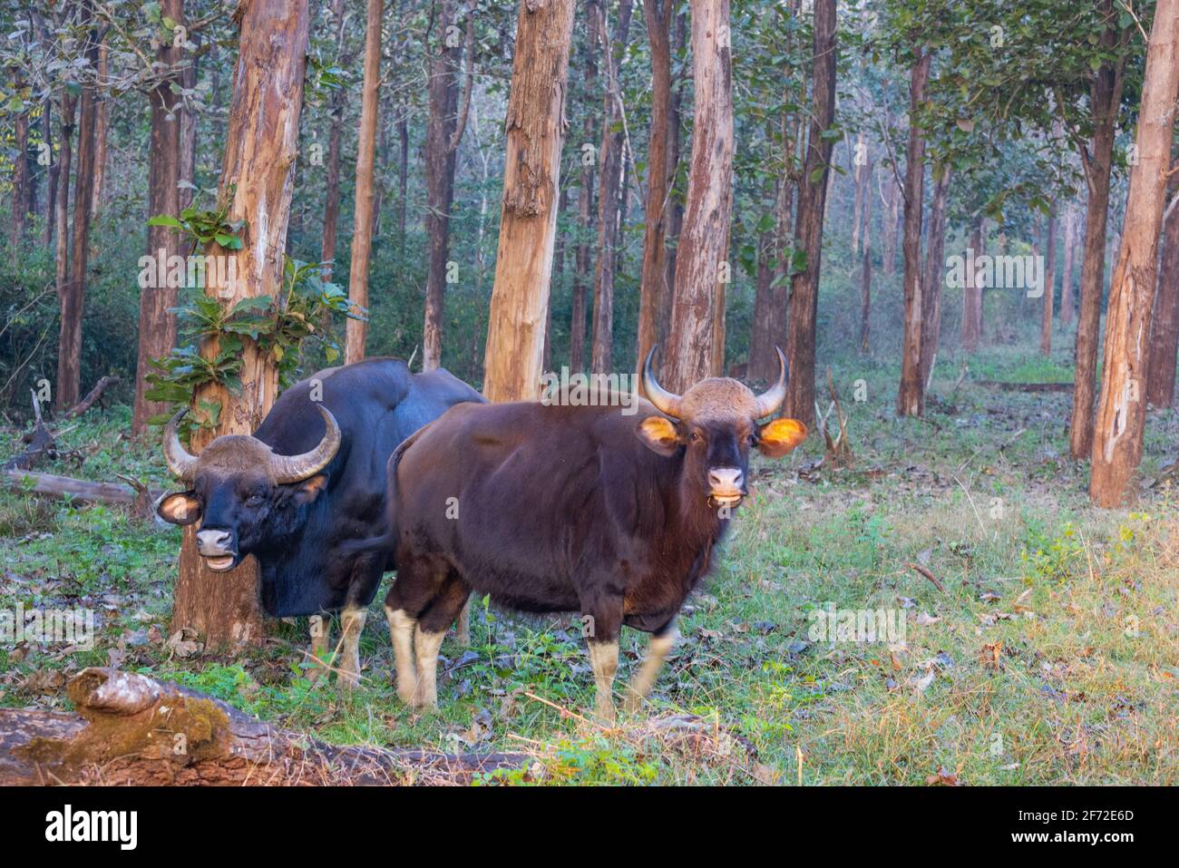 Gaur (Indian Bison) - photographed in Nagarhole National Park (India ...