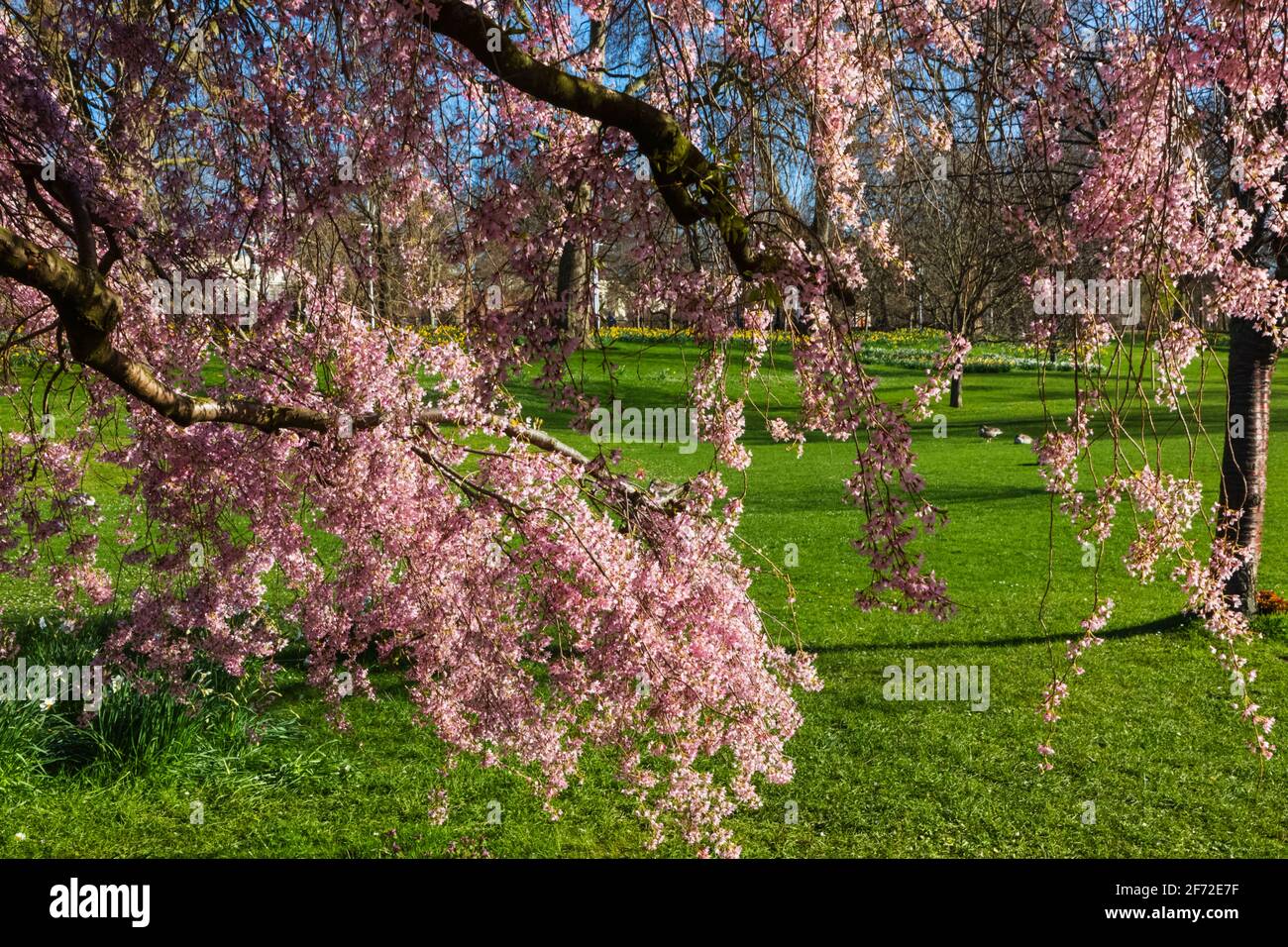 England, London, Westminster, St.James's Park, Trees with Spring ...