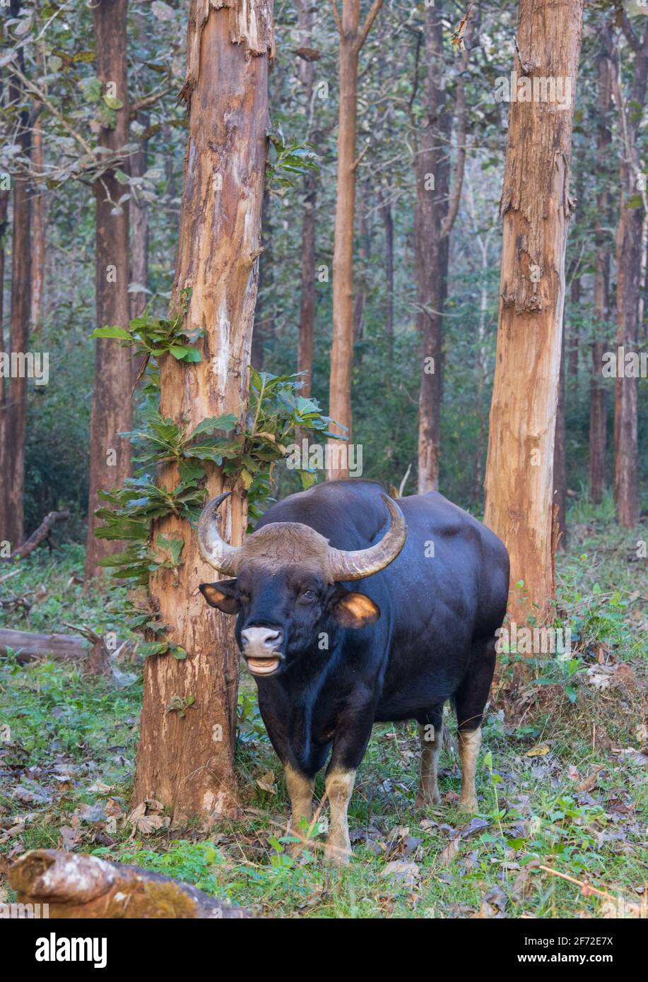 Gaur (Indian Bison) - photographed in Nagarhole National Park (India ...