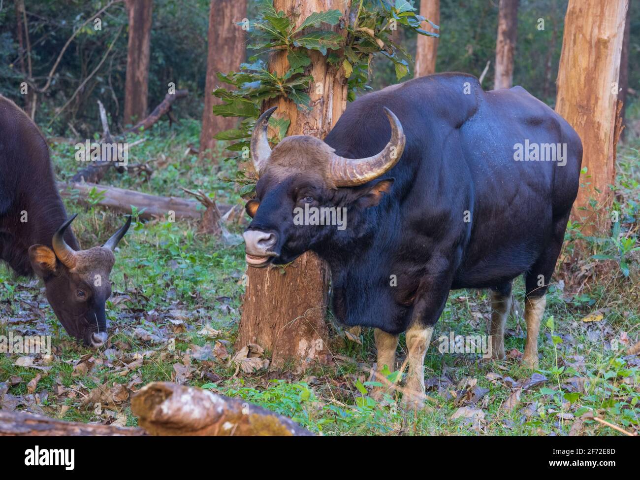 Gaur (Indian Bison) - photographed in Nagarhole National Park (India ...