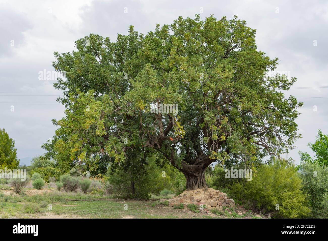 The carob tree Stock Photo - Alamy