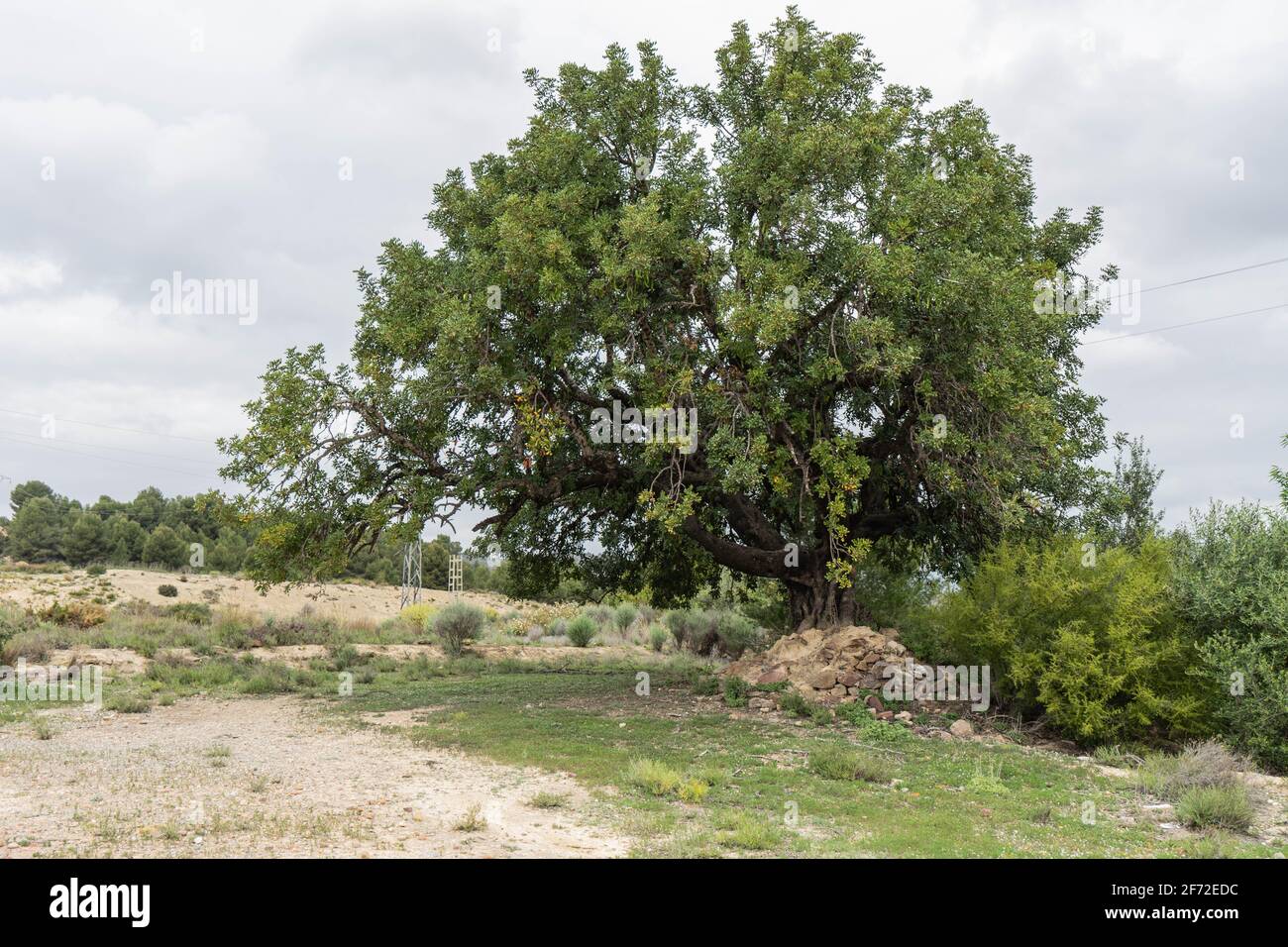 The carob tree Stock Photo - Alamy