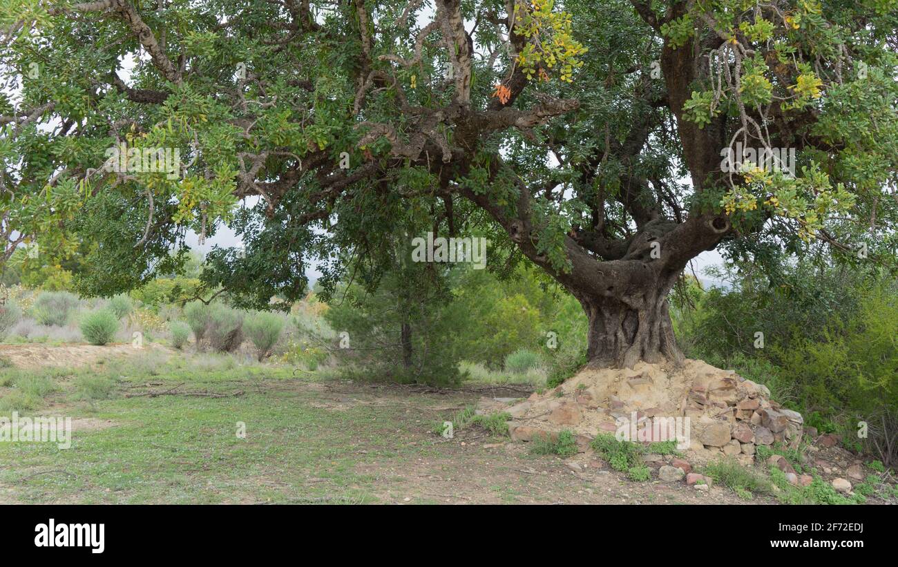 The carob tree Stock Photo - Alamy