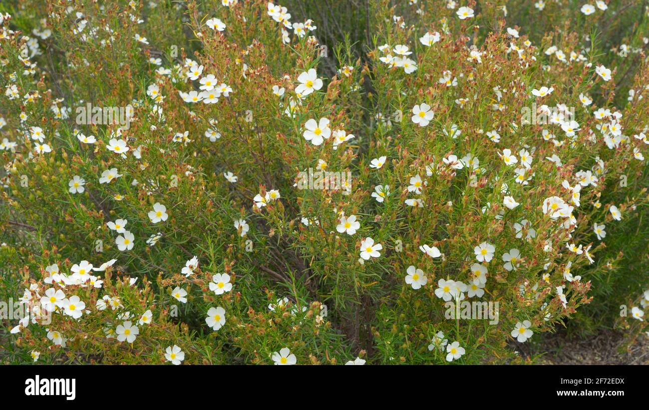 Cistus plants hi-res stock photography and images - Alamy