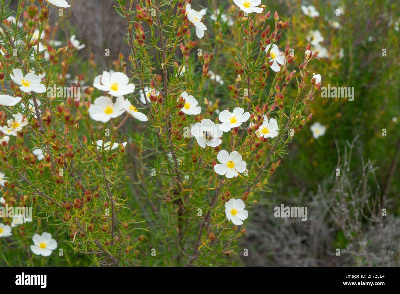 Cistus plants hi-res stock photography and images - Alamy