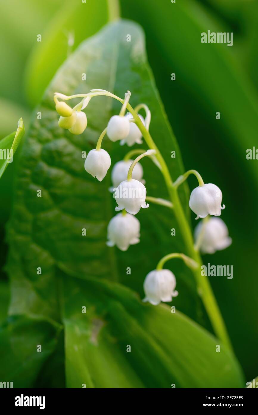 Spring flower lily of the valley close-up Stock Photo - Alamy