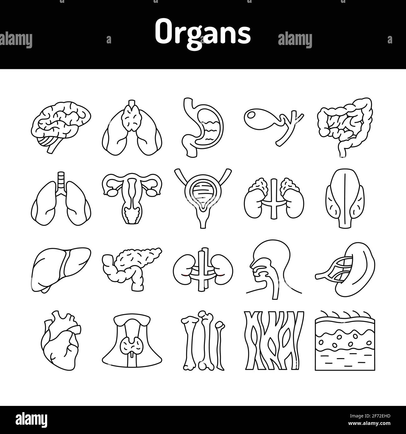 Organs line icons set. Isolated vector element. Outline pictograms for ...
