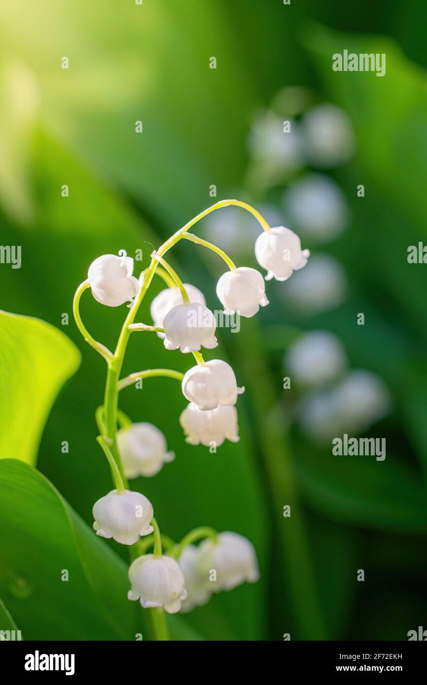 Spring flower lily of the valley close-up Stock Photo - Alamy