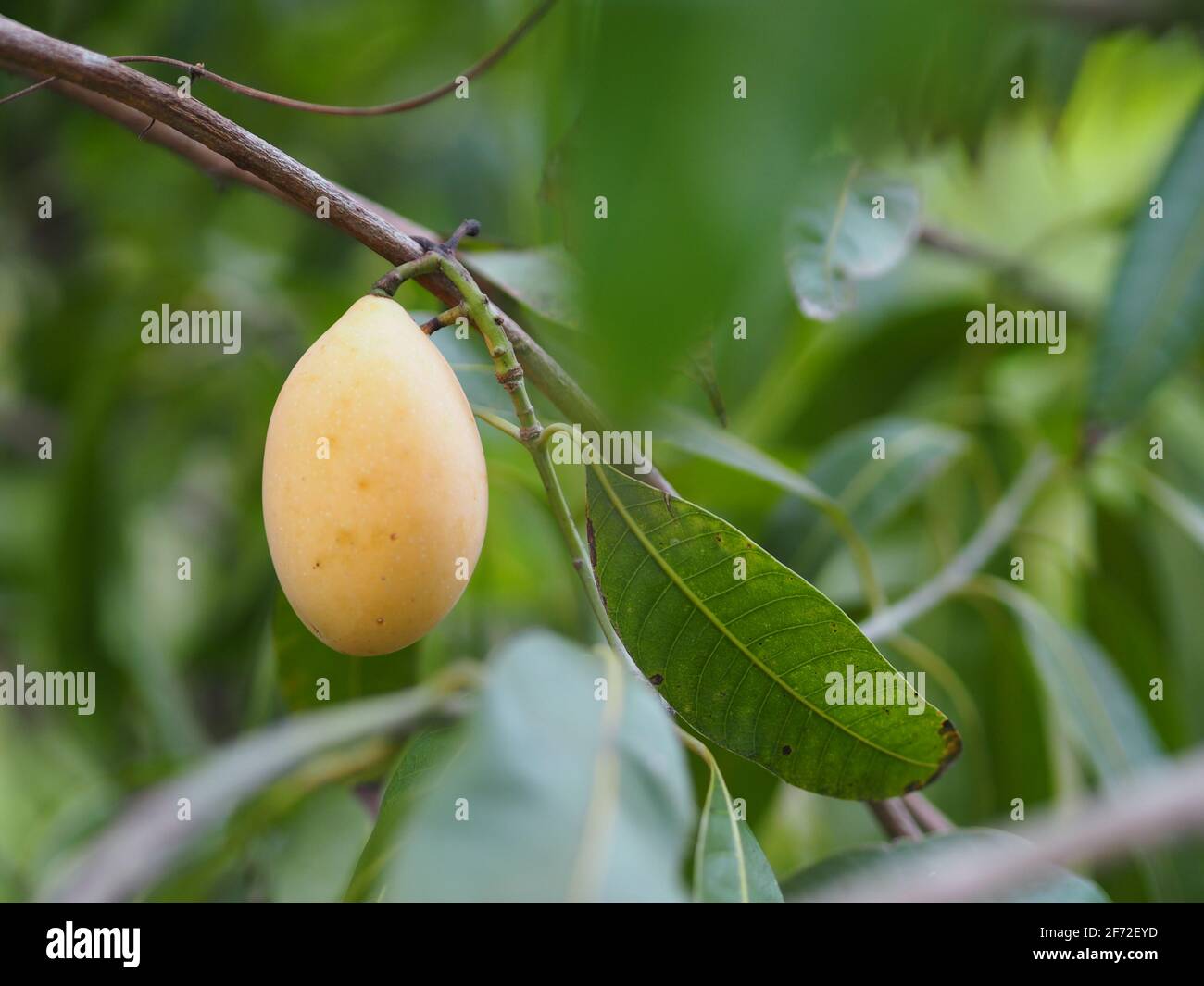 Marian plum, Anacardiaceae, Bouea macrophylla Griff maprang is yellow ...