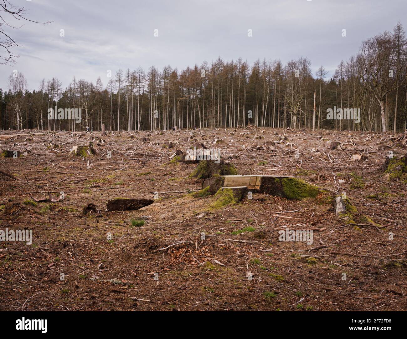 Area of cleared forest land Stock Photo - Alamy