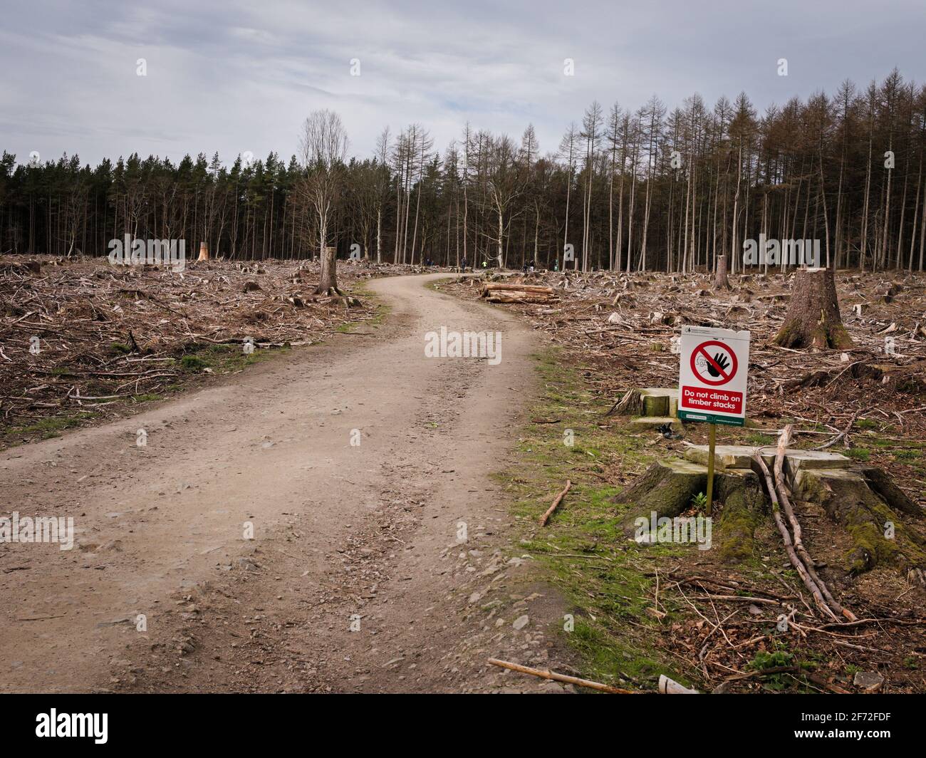 Path through area of forest which has been clear felled Stock Photo - Alamy