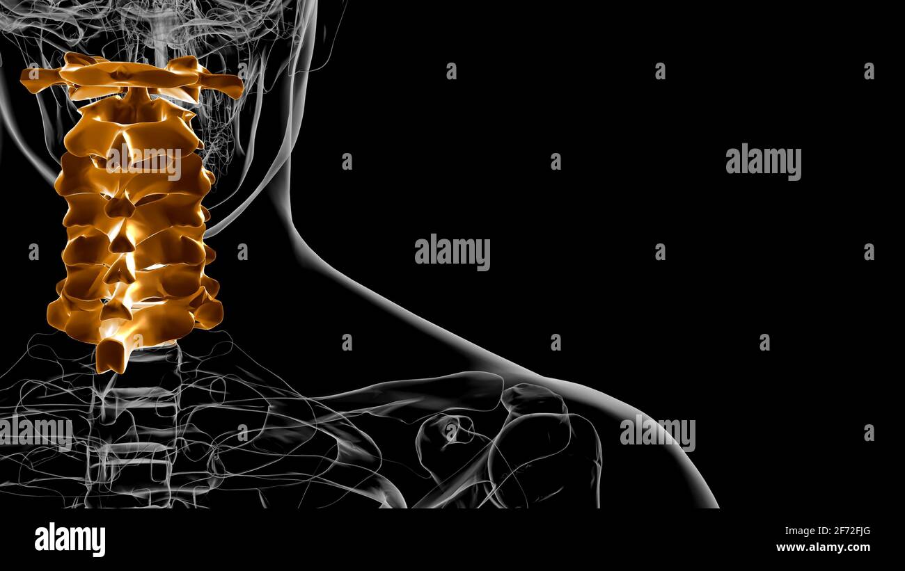 Human Skeleton Vertebral Column Cervical Vertebrae Anatomy 3D ...