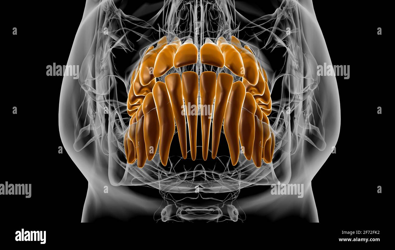 Human Teeth Anatomy 3D Illustration For Medical Concept Stock Photo - Alamy
