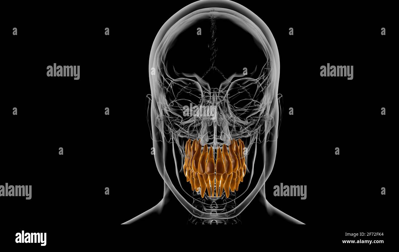 Human Teeth Anatomy 3D Illustration For Medical Concept Stock Photo - Alamy